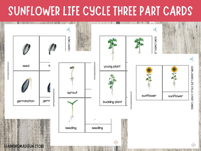 Sunflower Life Cycle Montessori Cards Sunflower Flashcards - Etsy