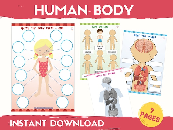 Human Body Puzzle Worksheet