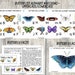 Butterfly Unit Study, Learning Bundle, Butterfly Life Cycle Activity ...