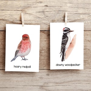 Winter Birds Identification Cards, Birds Three Part Cards, Montessori ...