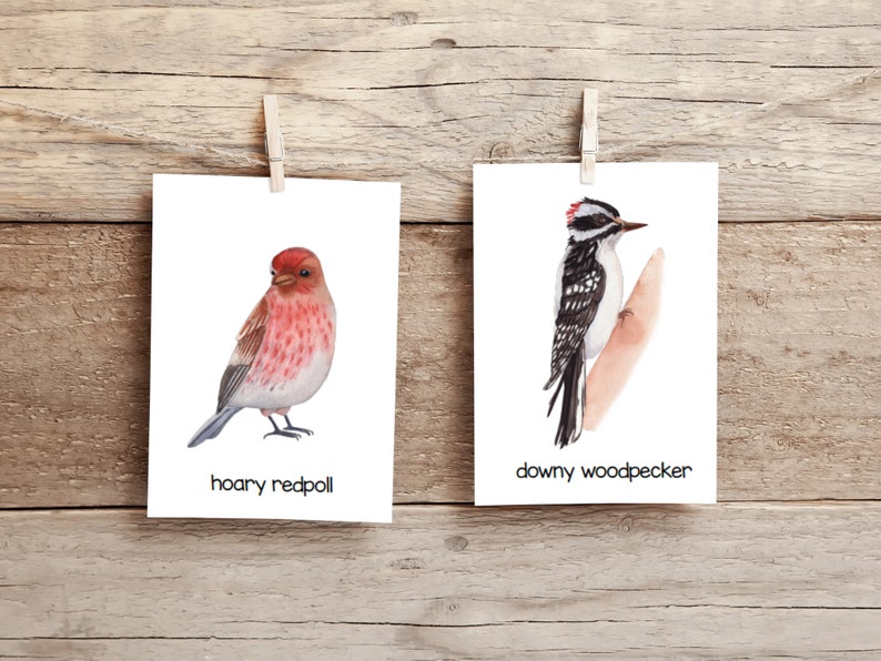 Winter Birds Identification Cards Birds Three Part Cards - Etsy