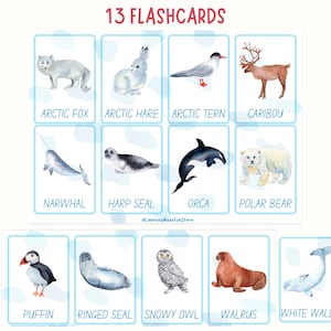 Arctic Animals Flashcards, Montessori Cards, Polar Animals Card ...