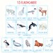 Arctic Animals Flashcards, Montessori Cards, Polar Animals Card ...