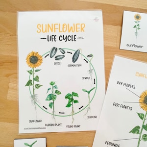 Sunflower Life Cycle Montessori Cards: Three Part Flashcards (PDF) - Etsy