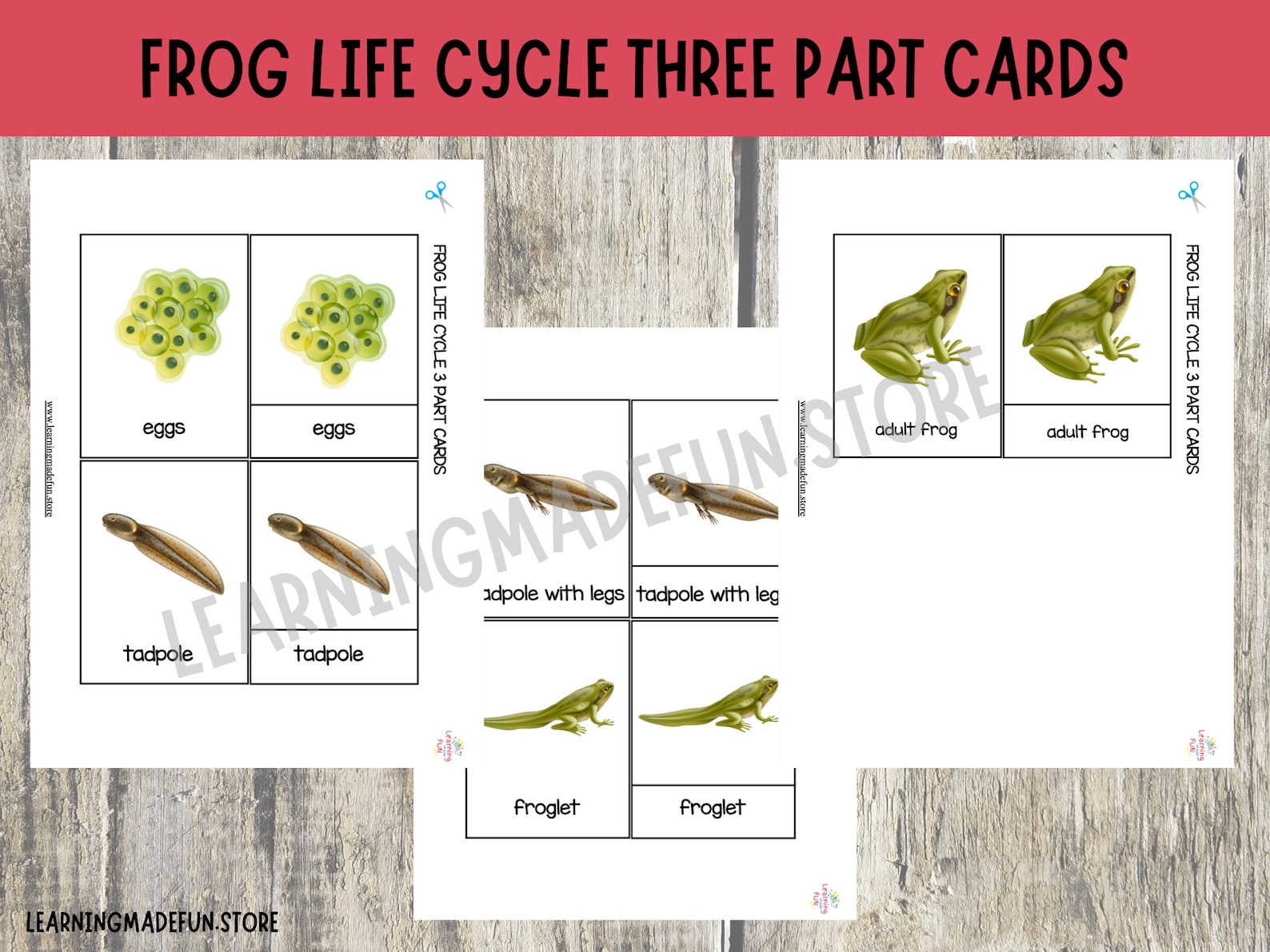 Frog Life Cycle Bundle Frog Kids Activity Learning About - Etsy