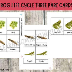Frog Life Cycle Bundle, Frog Kids Activity, Learning About Frogs, Frog ...