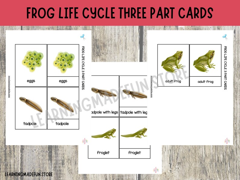 Frog Life Cycle Bundle Frog Kids Activity Learning About - Etsy