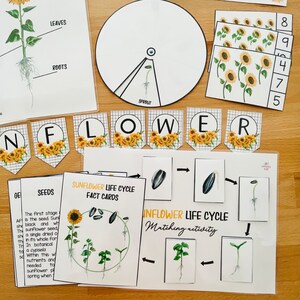Sunflower Unit Study, Learning Bundle, Sunflower Life Cycle Activity ...