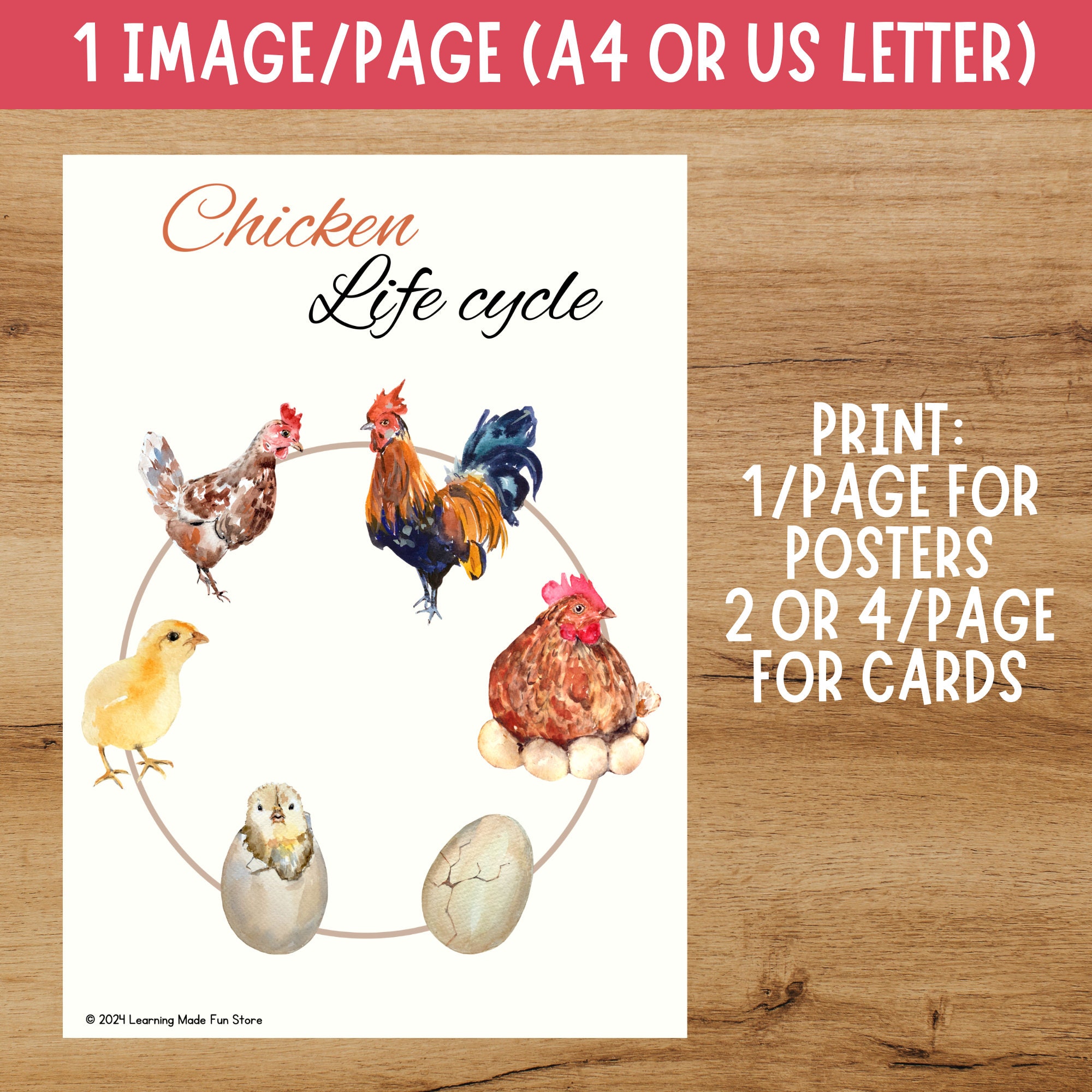 Life Cycle Educational Posters, Homeschool Learning (PDF) - Etsy