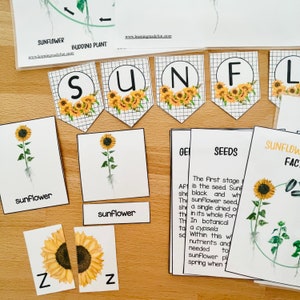 Sunflower Unit Study, Learning Bundle, Sunflower Life Cycle Activity ...
