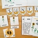 Sunflower Unit Study Learning Bundle Sunflower Life Cycle - Etsy