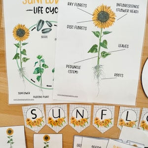 Sunflower Unit Study, Learning Bundle, Sunflower Life Cycle Activity ...