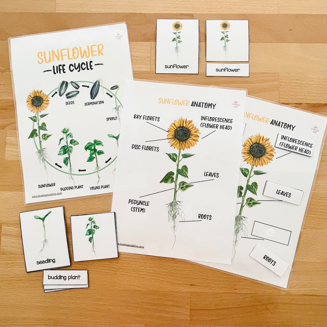 Sunflower Life Cycle Montessori Cards Sunflower Flashcards - Etsy