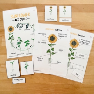 Sunflower Life Cycle Montessori Cards: Three Part Flashcards (PDF) - Etsy