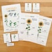 Sunflower Life Cycle Montessori Cards: Three Part Flashcards (PDF) - Etsy