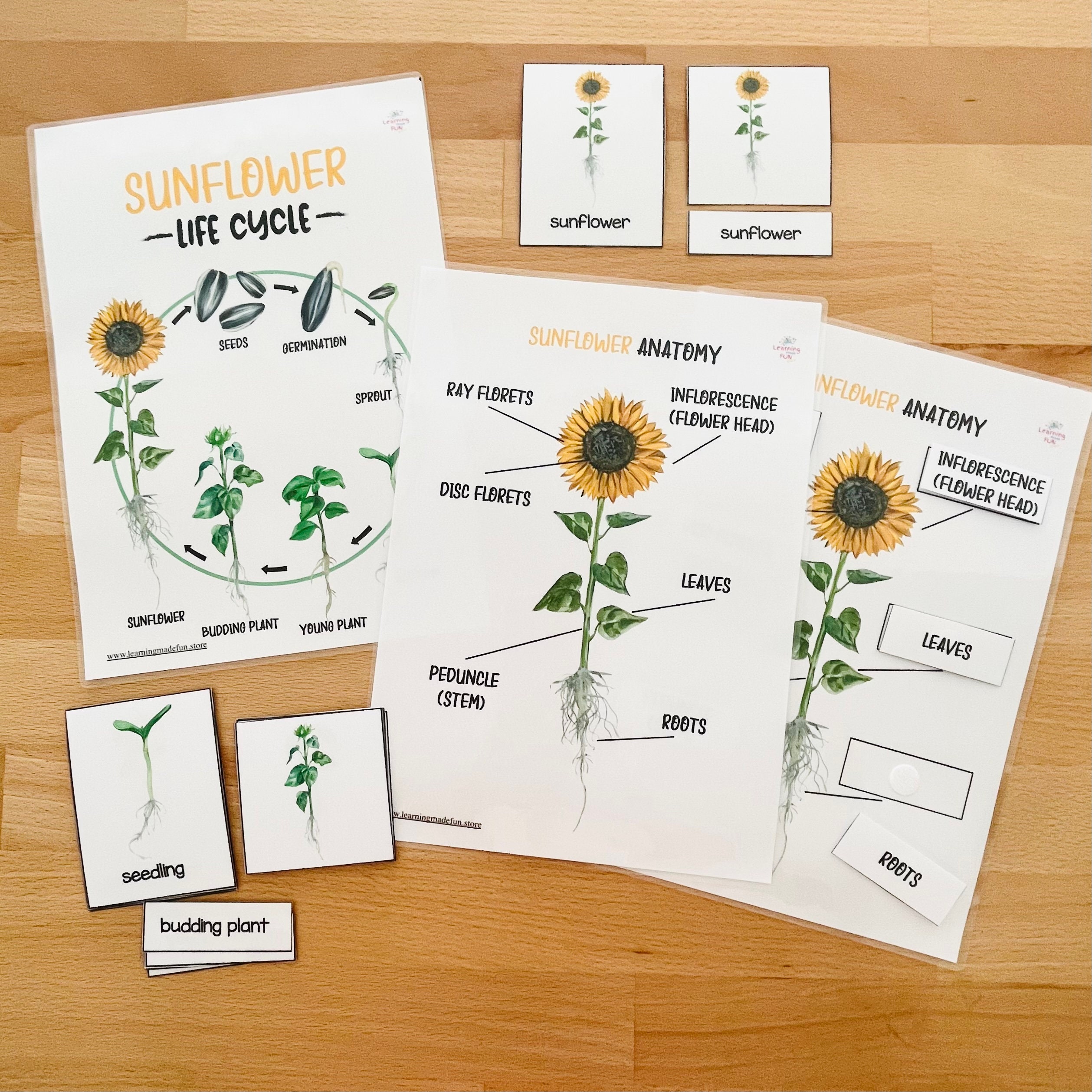 Sunflower Life Cycle Montessori Cards Sunflower Flashcards - Etsy