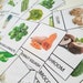 Real VEGETABLE Montessori Flashcards, Three-part Cards, Montessori ...