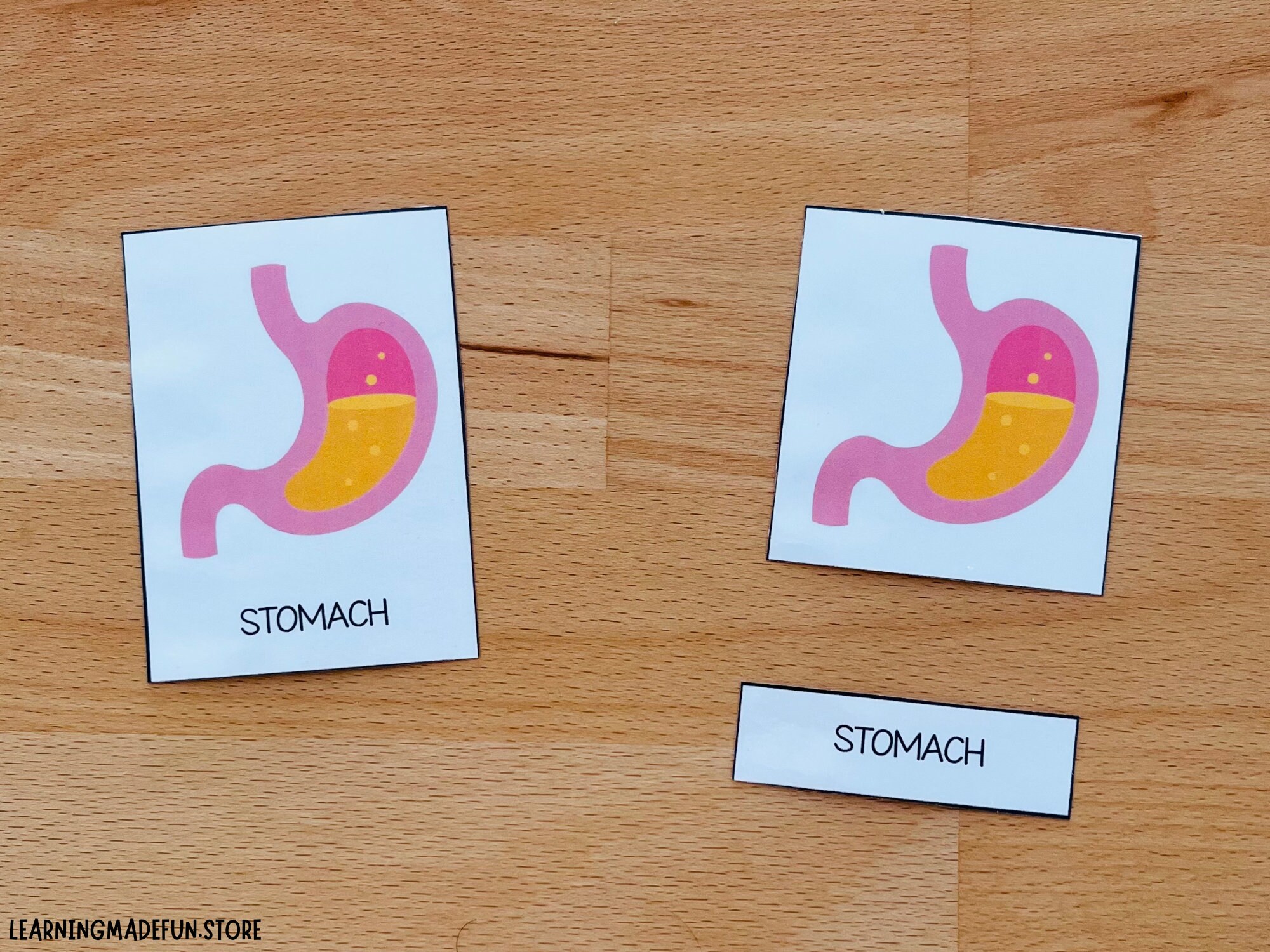 Human Organs Flashcards: Montessori 3-part Cards (digital Download) - Etsy