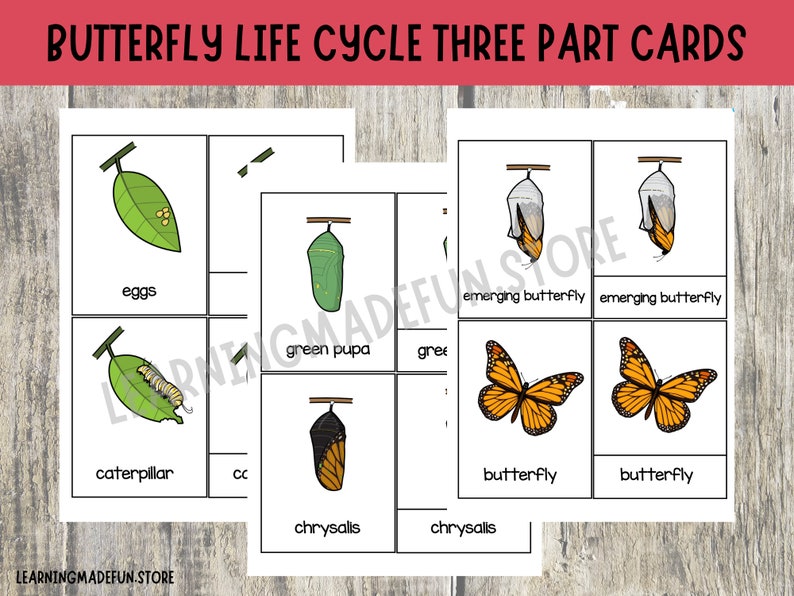 Butterfly Life Cycle Montessori Cards: Three Part Flashcards (PDF ...