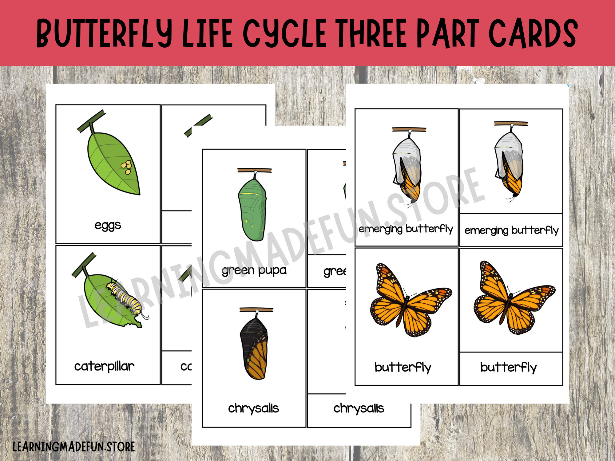 Butterfly Life Cycle Montessori Cards Butterfly Flashcards - Etsy