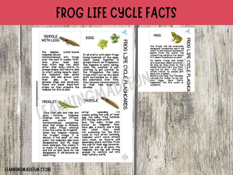 Frog Life Cycle Bundle Frog Kids Activity Learning About - Etsy