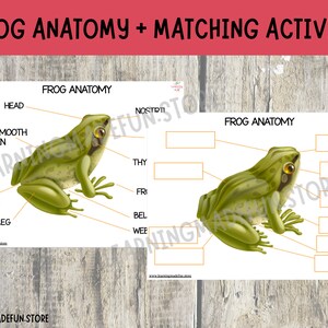 Frog Life Cycle Bundle, Frog Kids Activity, Learning About Frogs, Frog ...