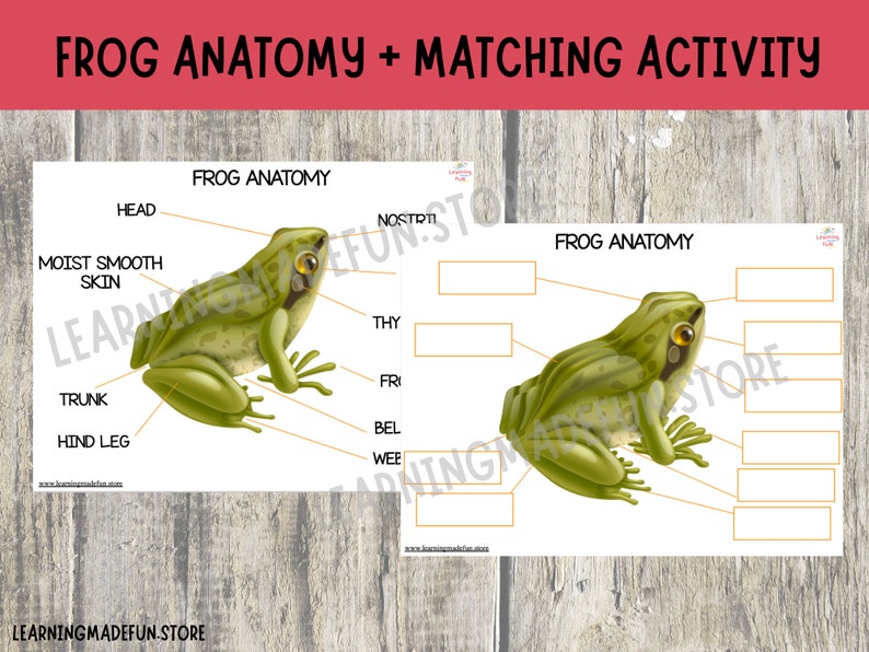 Frog Life Cycle Bundle Frog Kids Activity Learning About - Etsy