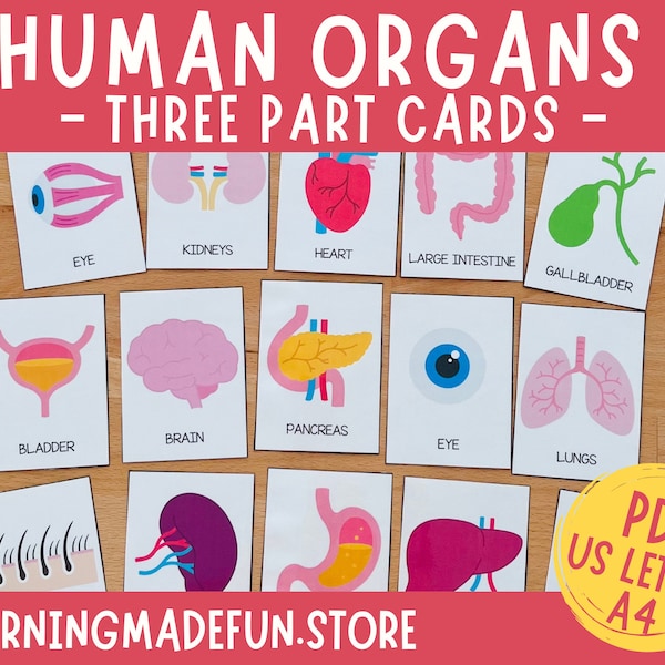 Anatomy Flashcards - Etsy