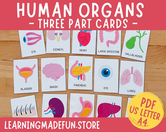 Human Anatomy | Body Parts | Body Organs | Montessori Cards | Flash ...