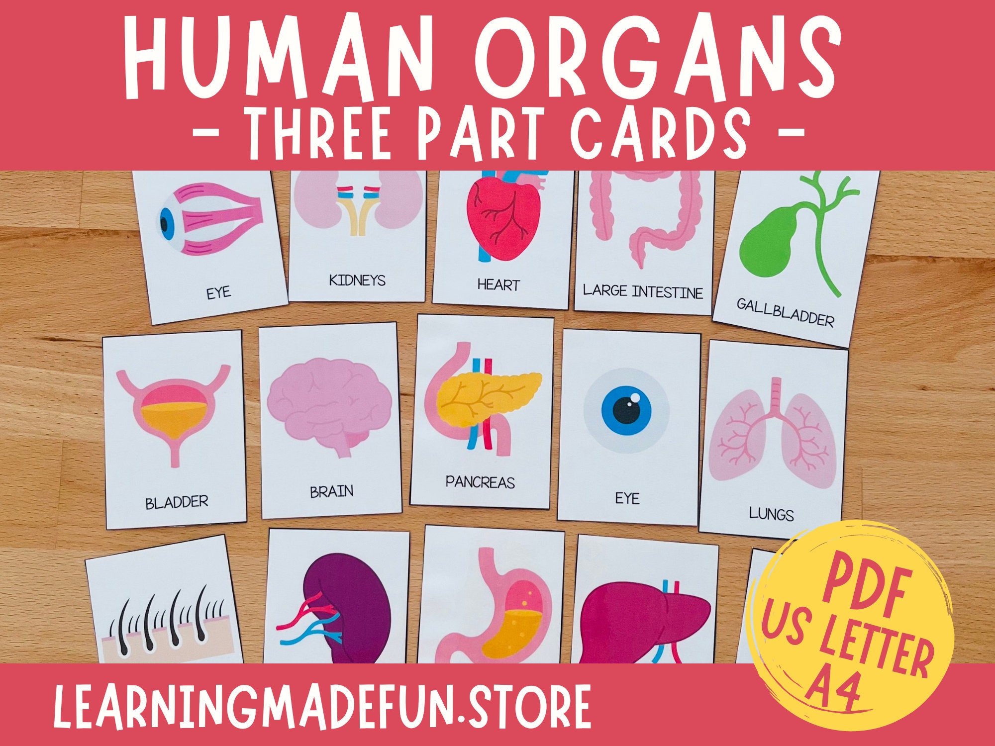 Human Organs Flashcards: Montessori 3-part Cards (digital Download) - Etsy