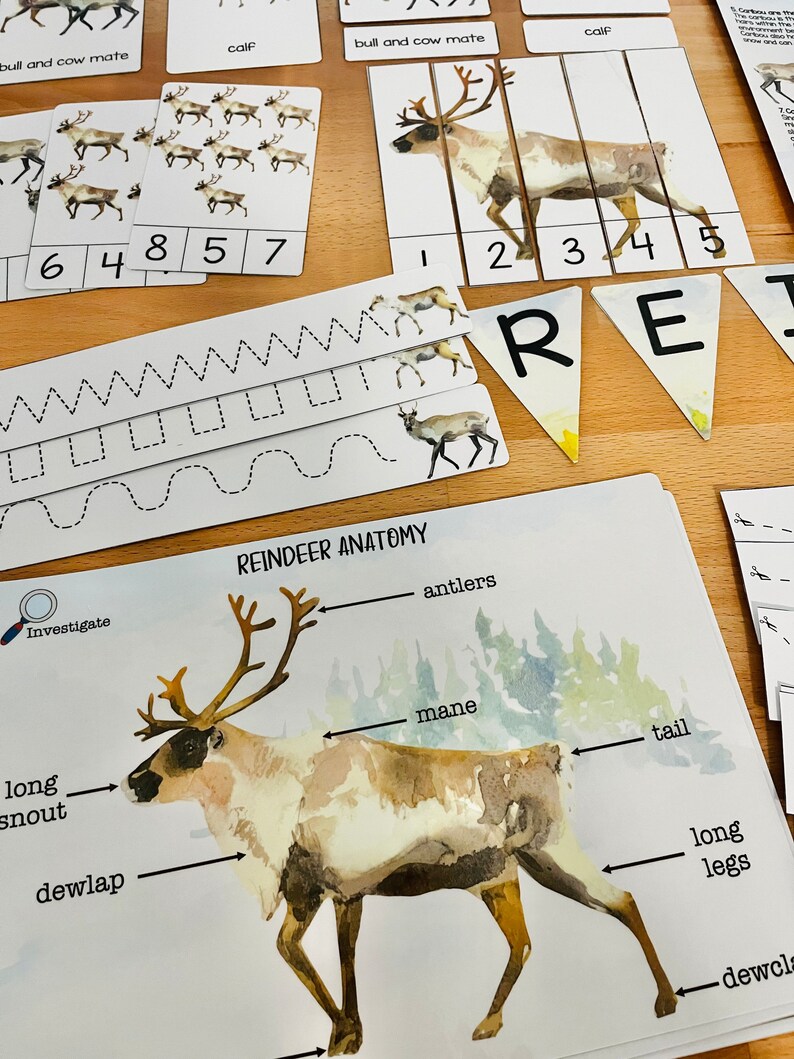 Reindeer Unit Study: Anatomy, Life Cycle, & Counting (printable) - Etsy ...