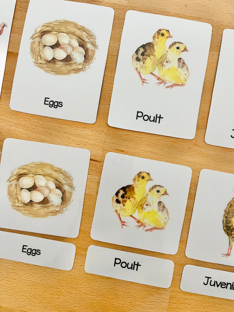 Turkey Life Cycle Montessori Cards Turkey Flashcards Three - Etsy