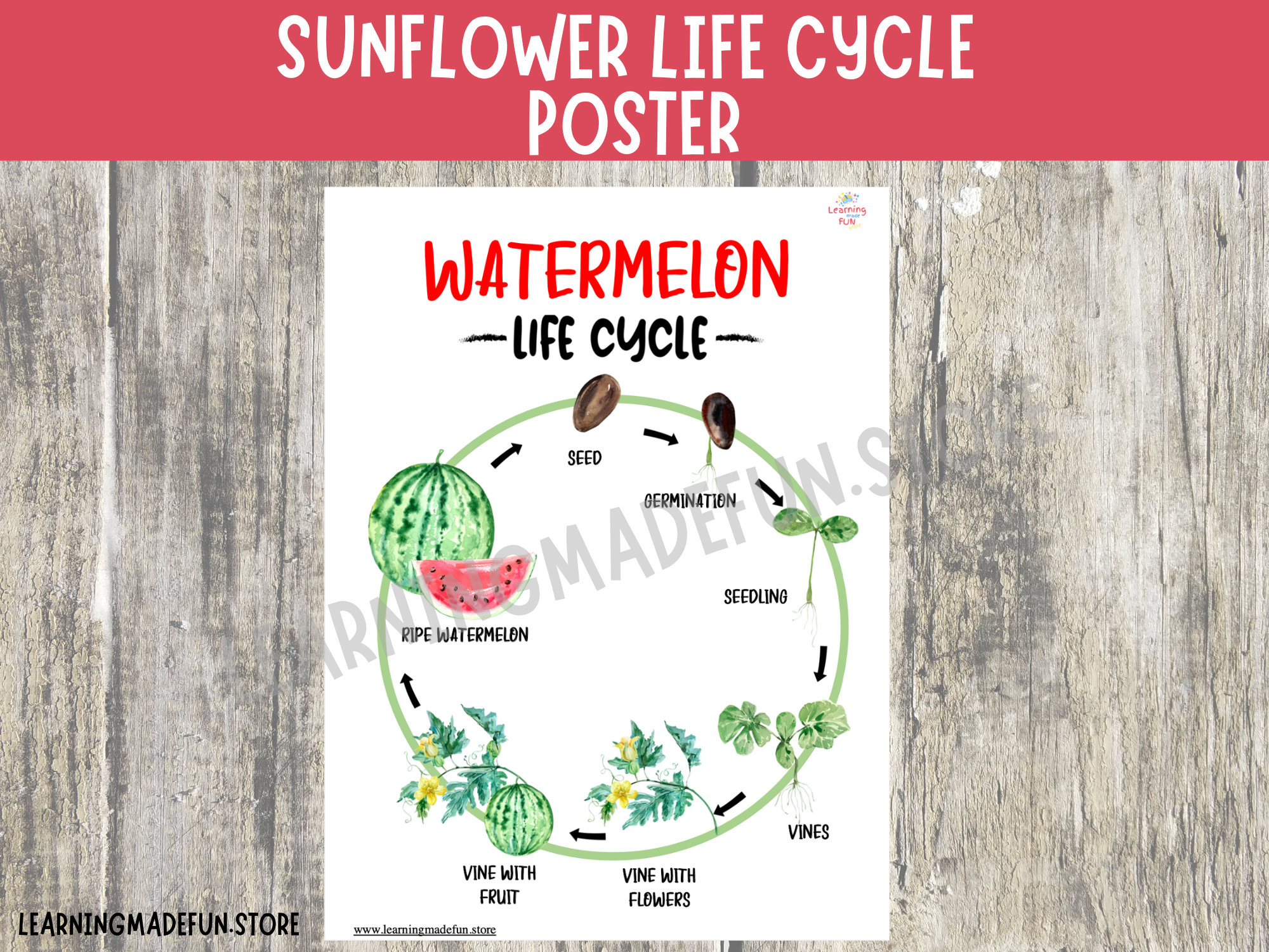 Watermelon Life Cycle Montessori Cards Preschool Flashcards - Etsy UK