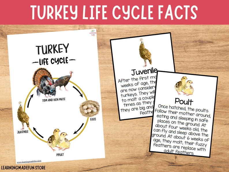 Turkey Life Cycle Montessori Cards: 3-part Cards & Poster (printable ...