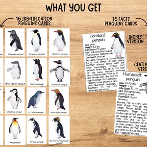 Penguins Identification Cards, Penguins Three Part Cards, Montessori ...