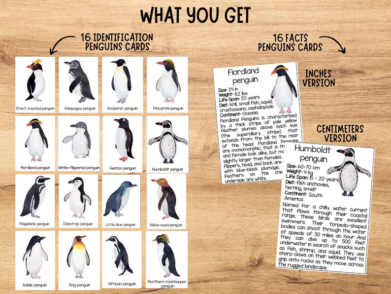 Penguins Nomenclature Cards: Montessori Three Part Cards (digital ...