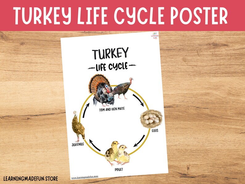 Turkey Life Cycle Montessori Cards Turkey Flashcards Three - Etsy