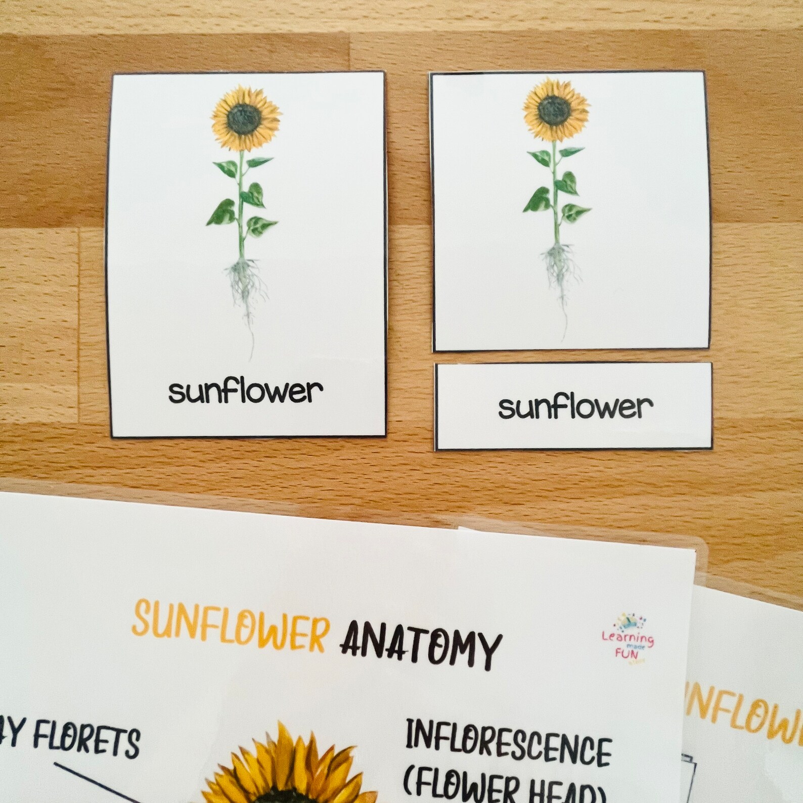 Sunflower Life Cycle Montessori Cards: Three Part Flashcards (PDF) - Etsy