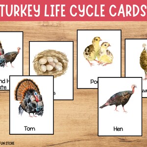 Turkey Life Cycle Montessori Cards, Turkey Flashcards, Three Part Cards ...