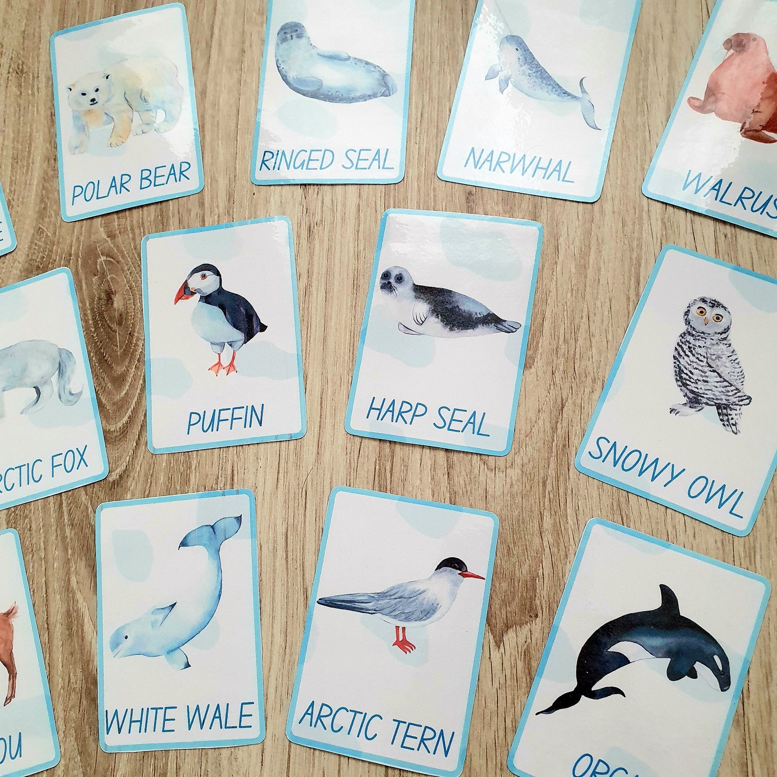 Arctic Animals Flashcards: Montessori Learning Cards (digital Download ...