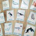 Arctic Animals Flashcards, Montessori Cards, Polar Animals Card ...
