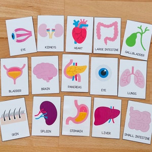 Human Organs Flashcards: Montessori 3-part Cards (digital Download) - Etsy