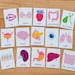 Human Organs Flashcards: Montessori 3-part Cards (digital Download) - Etsy