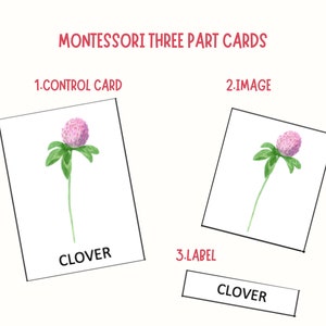 Wildflowers Montessori Cards, Summer Flowers Flash Cards, Three Part ...