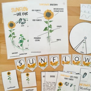 Sunflower Unit Study, Learning Bundle, Sunflower Life Cycle Activity ...