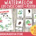 Watermelon Life Cycle Montessori Cards: Preschool Printable (PDF) - Etsy