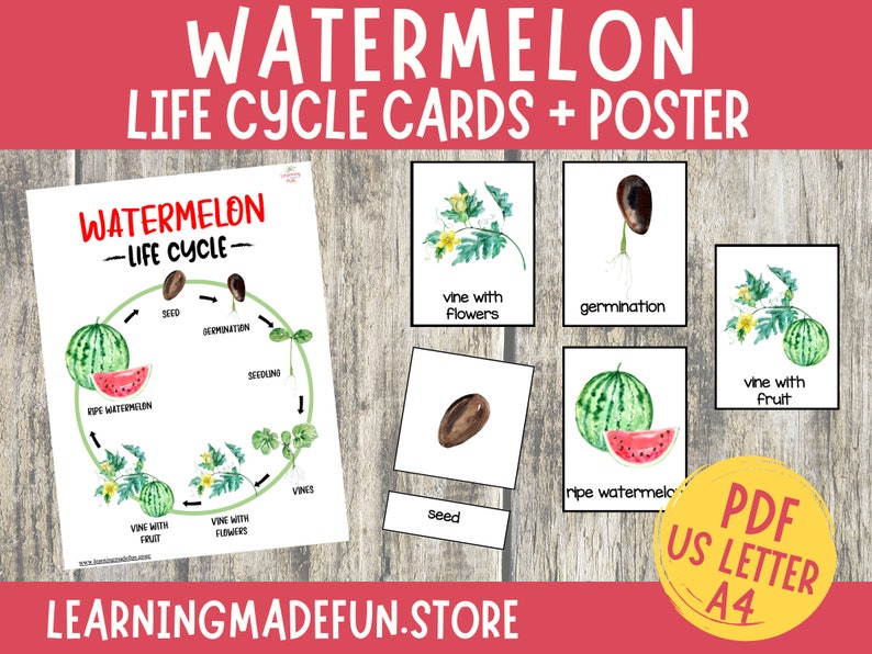Watermelon Life Cycle Montessori Cards Preschool Flashcards - Etsy