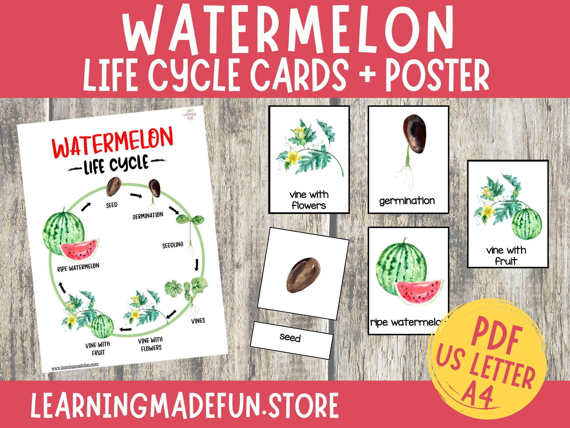 Watermelon Life Cycle Montessori Cards Preschool Flashcards - Etsy UK