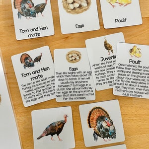 Turkey Life Cycle Montessori Cards, Turkey Flashcards, Three Part Cards ...