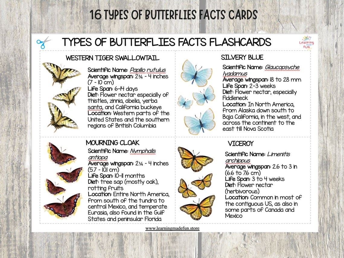 Butterfly Unit Study Learning Bundle Butterfly Life Cycle - Etsy